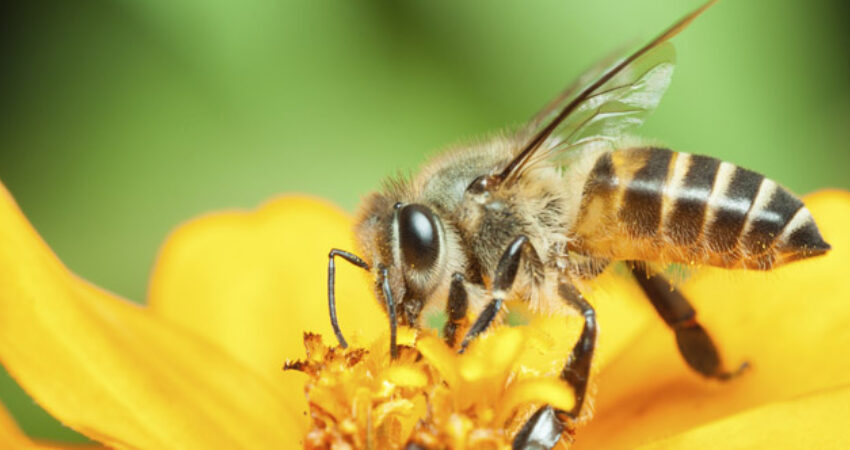 4 Things to Do When Your Child is Stung By… | Riley Children's Health
